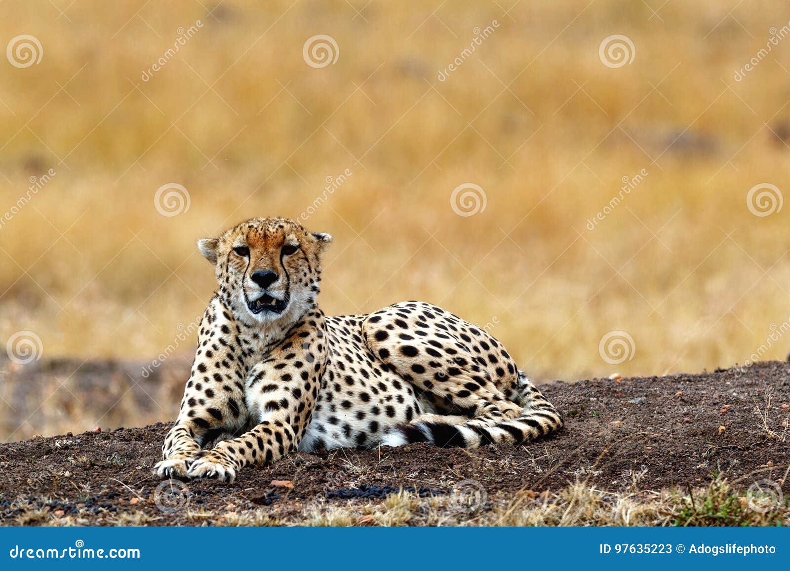 Cheetah in Africa - Looking at Camera Stock Image - Image of outdoors ...