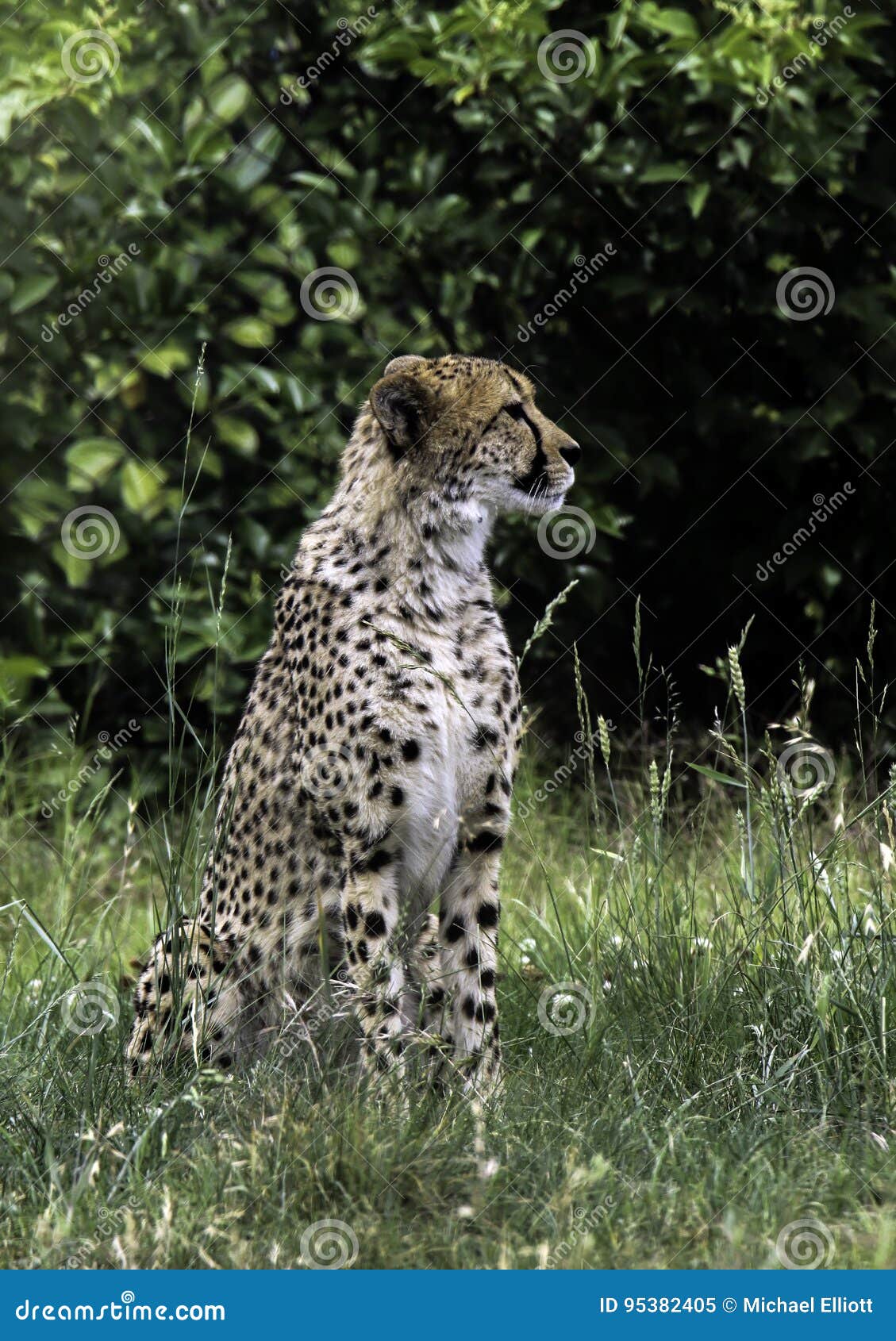Cheetah stock image. Image of female, kalahari, buckskinman - 95382405