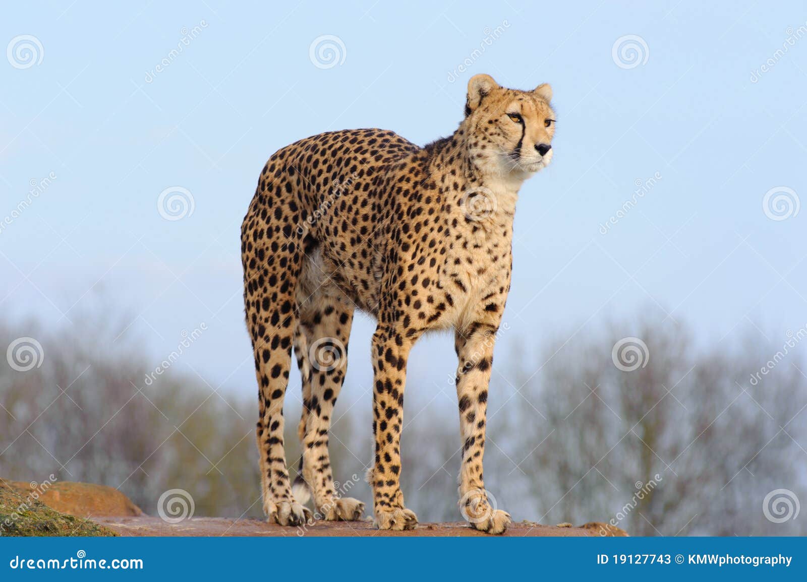 Cheetah arching back stock image. Image of nature, endangered - 19127743