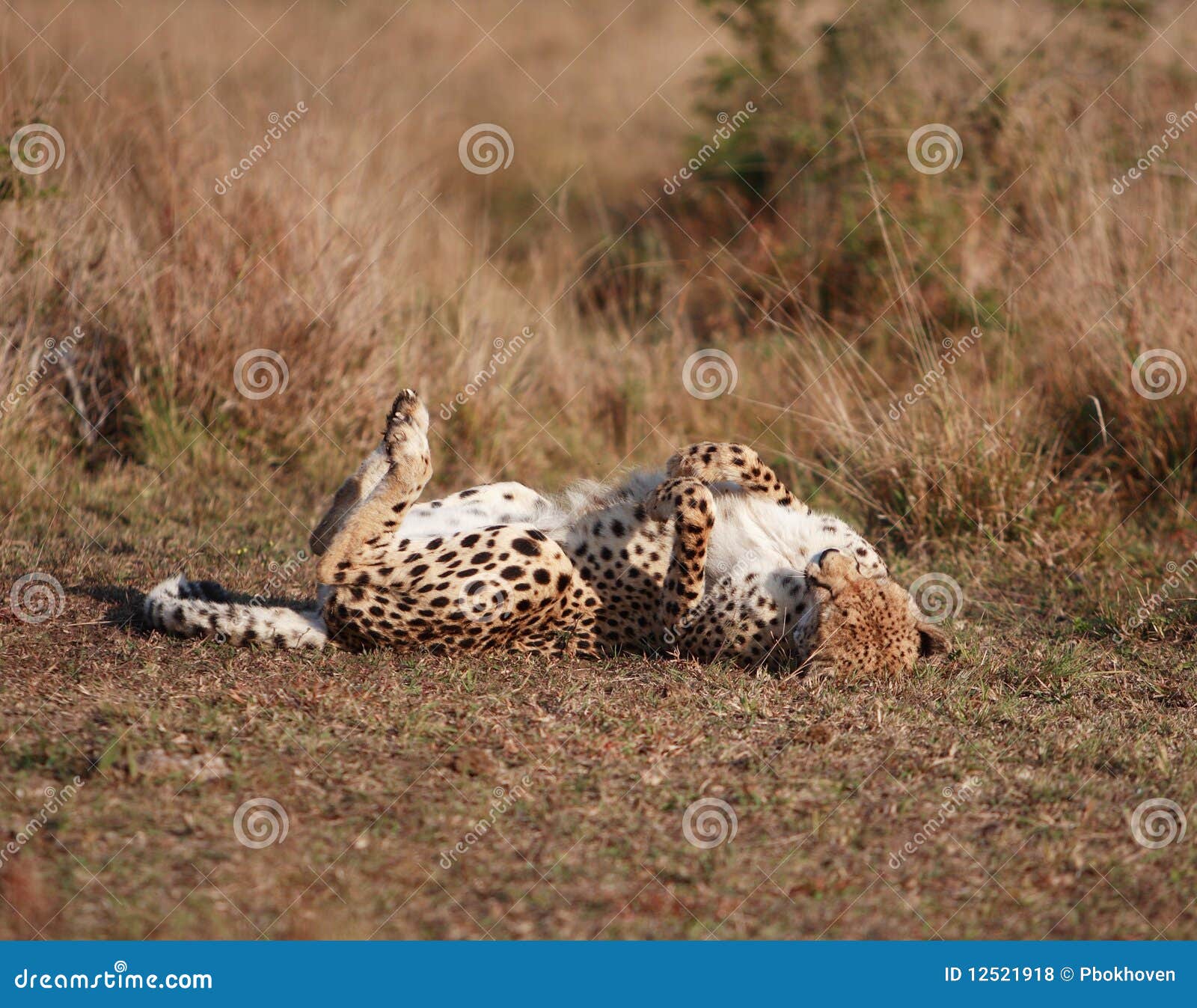 Cheetah Back Scratch stock photo. Image of africa, wildlife - 12521918