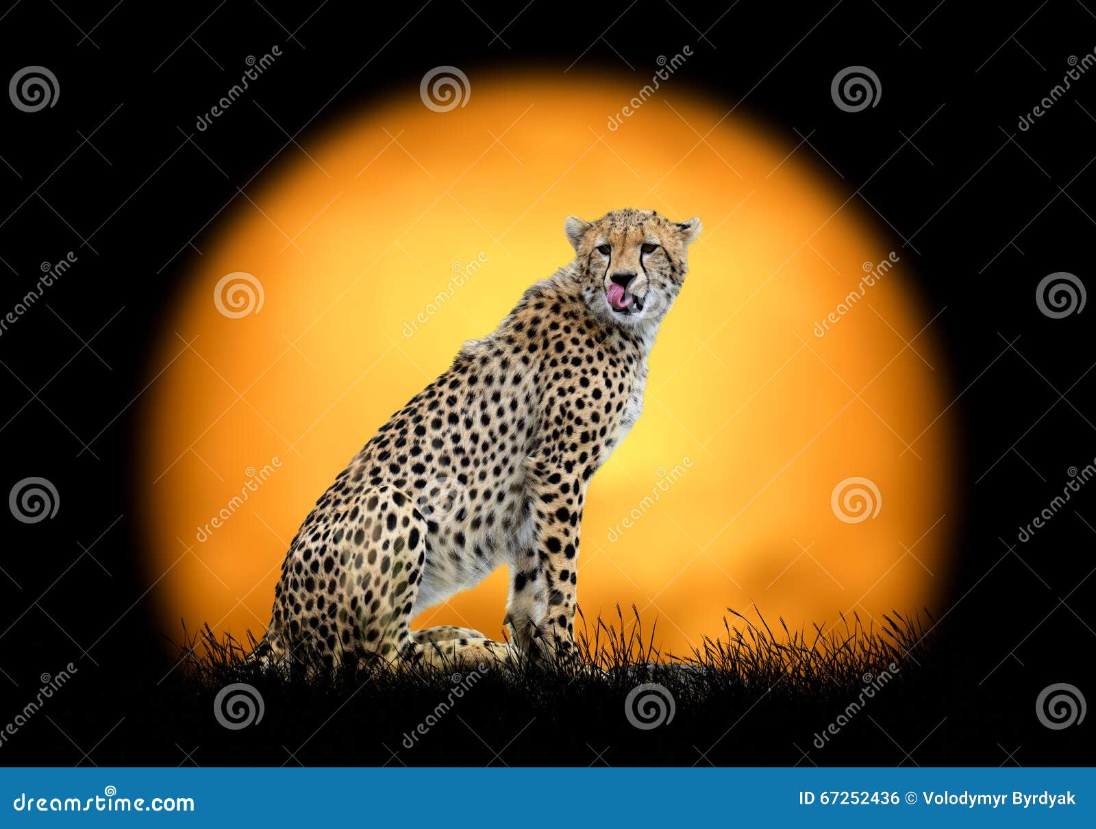 Cheetah on the Background of Sunset Stock Photo - Image of chase ...