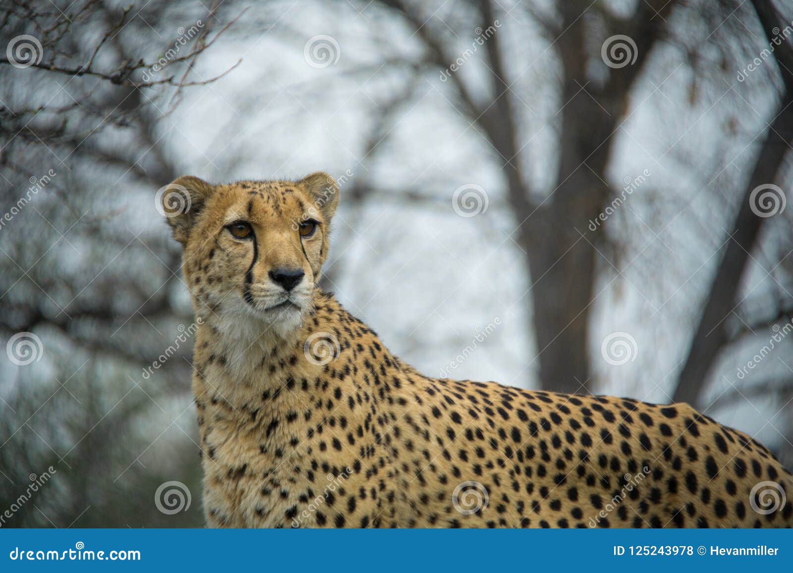 Cheetah with Bare Trees in the Background Stock Photo - Image of ...