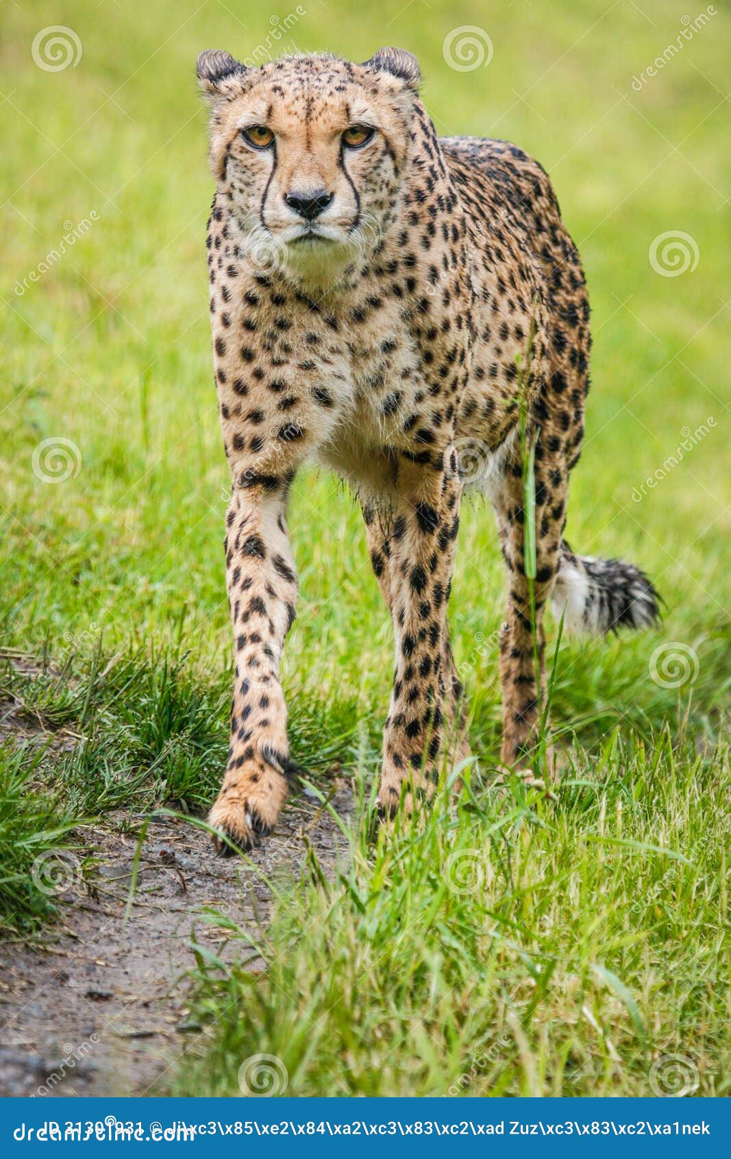 Cheetah Picture. Image: 31301931