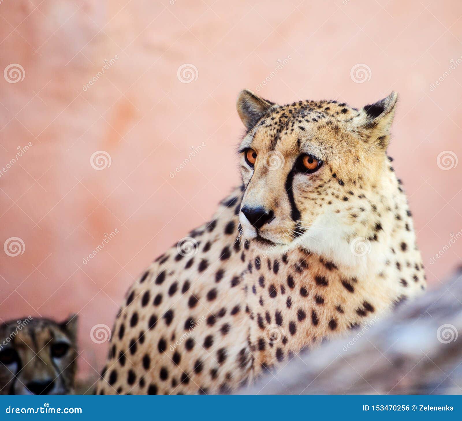 Cheetah, Beautiful Portrait Stock Photo - Image of cheetahs, park ...