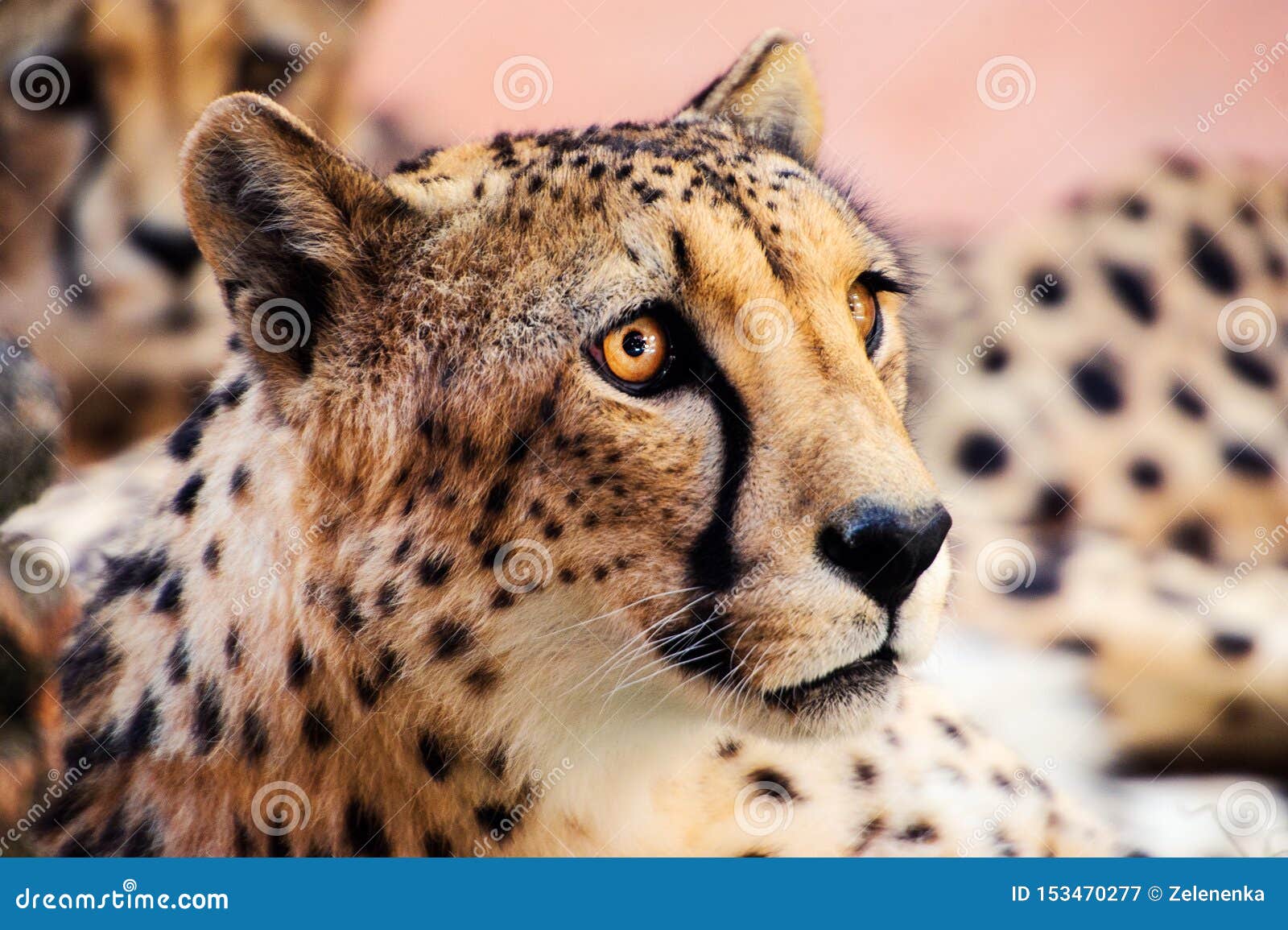 Cheetah, Beautiful Portrait Stock Image - Image of acinonyx, mammal ...
