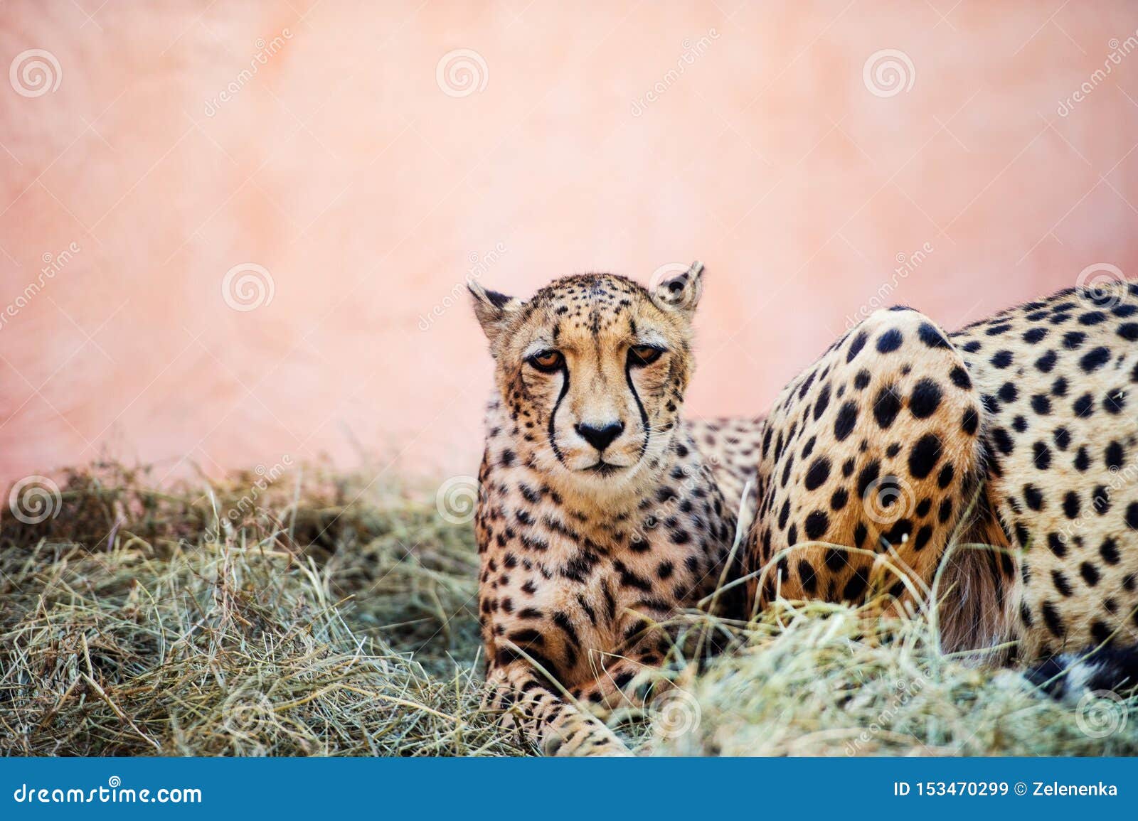 Cheetah, Beautiful Portrait Stock Image - Image of africa, travel ...