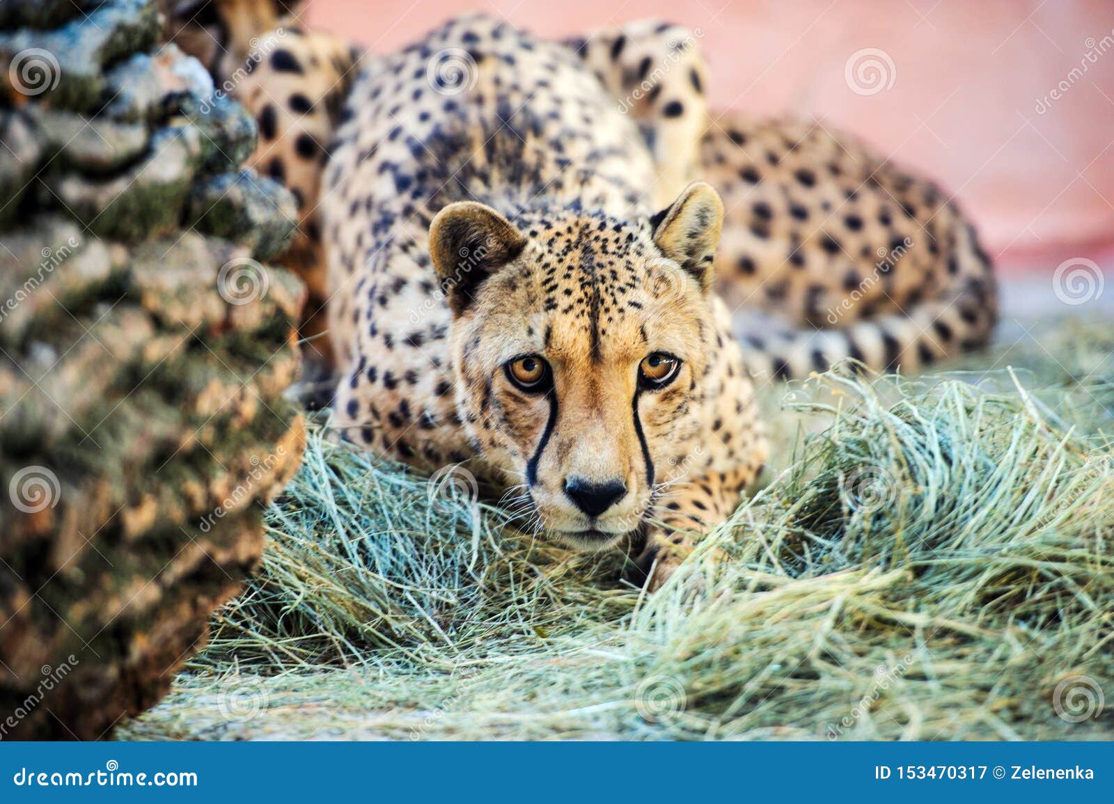 Cheetah, Beautiful Portrait Stock Image - Image of african, tanzania ...