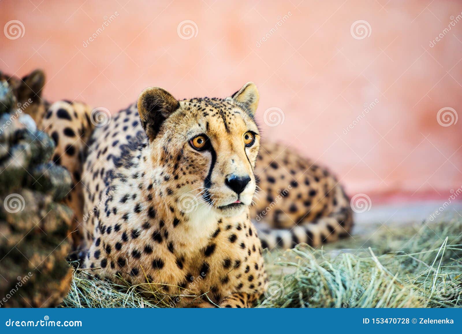 Cheetah, Beautiful Portrait Stock Photo - Image of cheetahs, travel ...