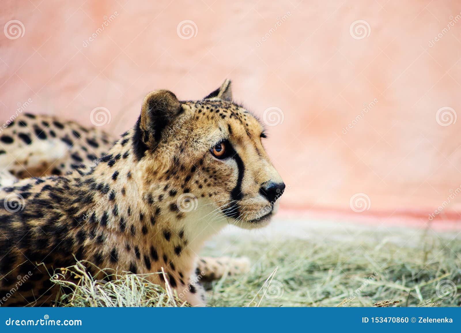 Cheetah, Beautiful Portrait Stock Photo - Image of animal, national ...