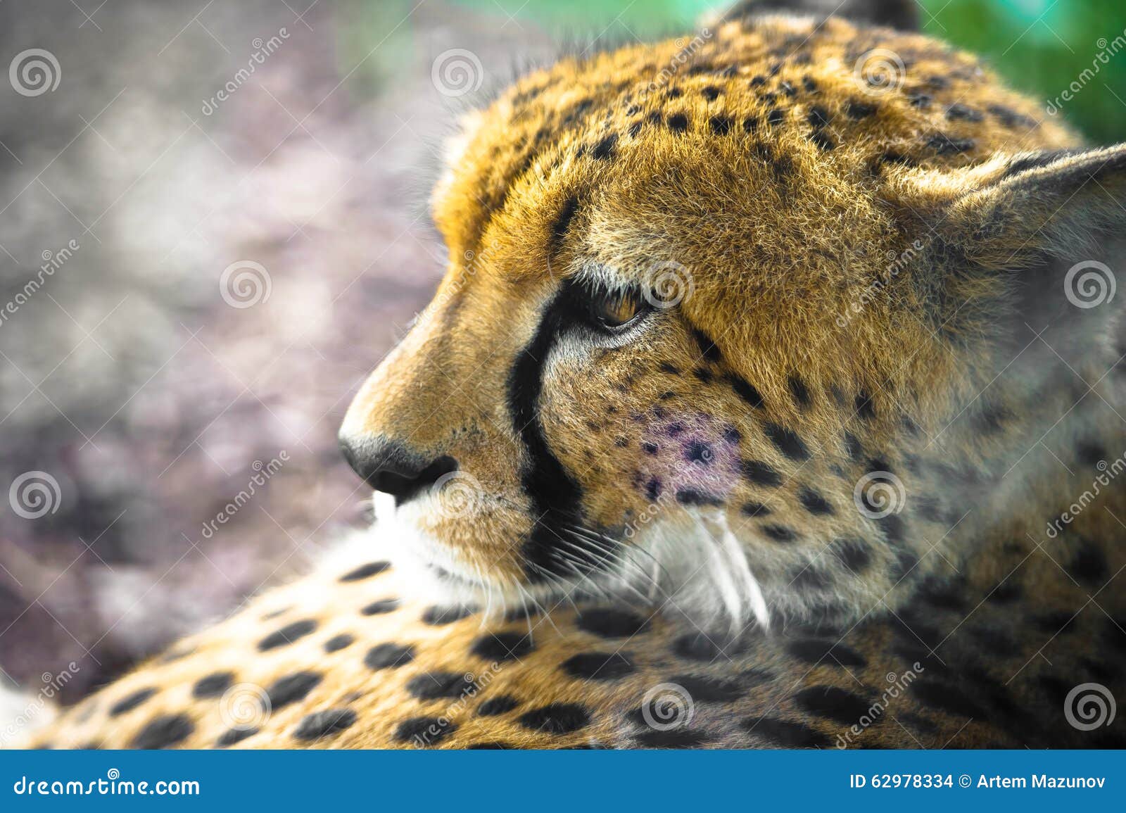 Cheetah stock photo. Image of spot, jungle, beautiful - 62978334