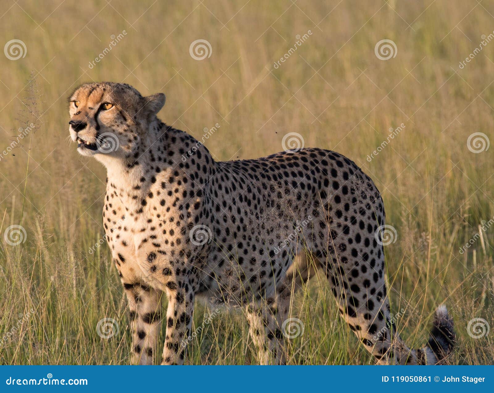 Cheetah at Sunset stock image. Image of nature, sunset - 119050861