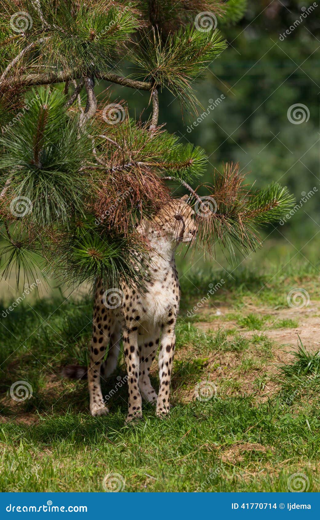 Cheetah behind branches stock photo. Image of nature - 41770714