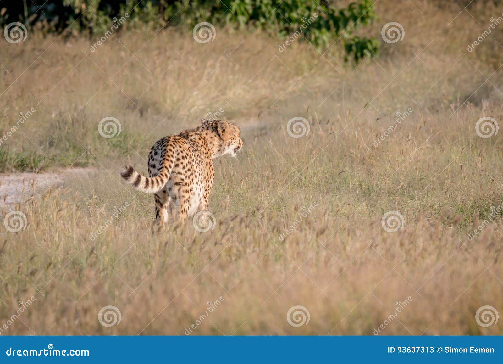 Cheetah from Behind in Chobe. Stock Image - Image of hunter, savannah ...