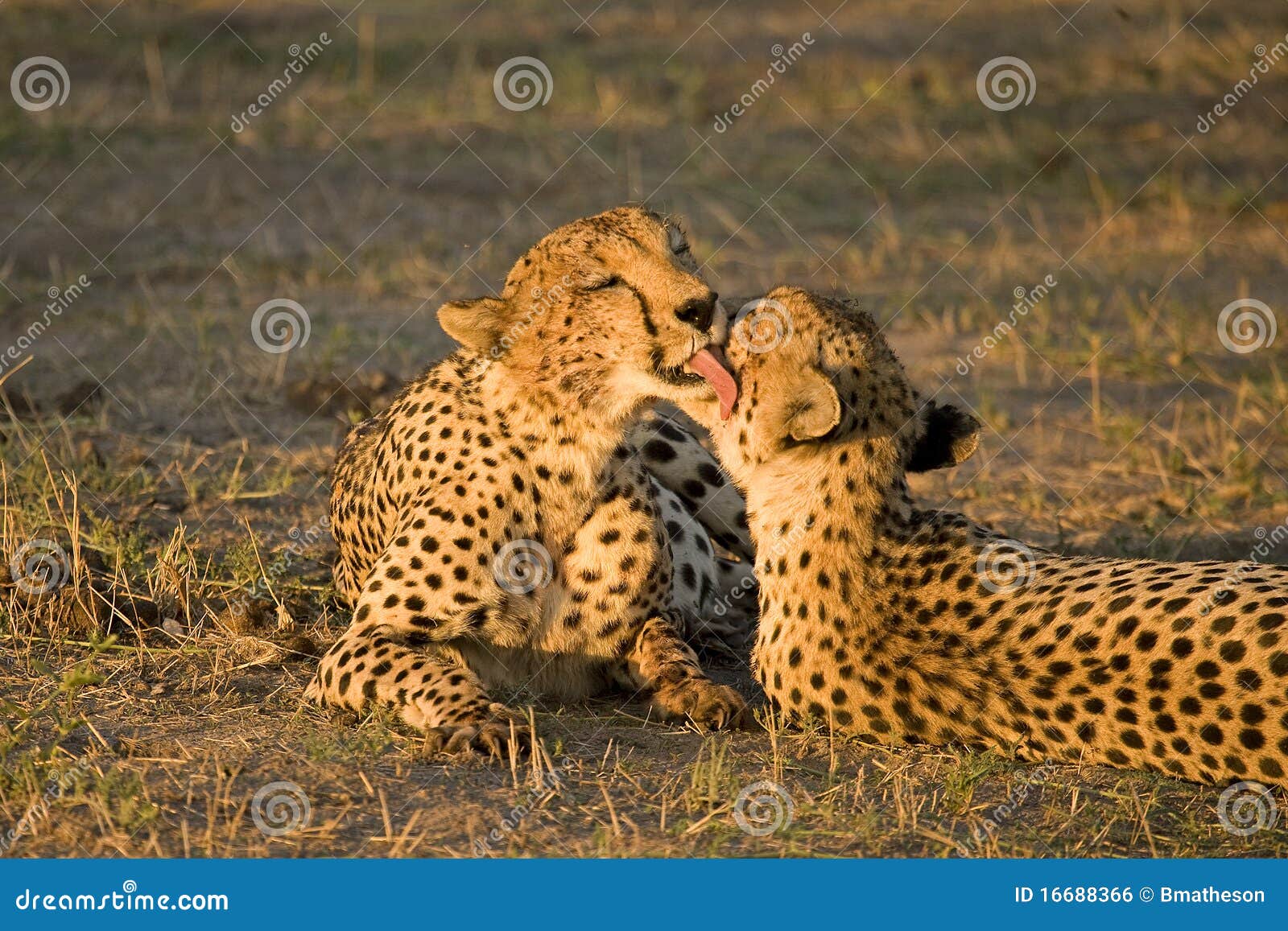 Cheetah brothers grooming stock photo. Image of licking - 16688366