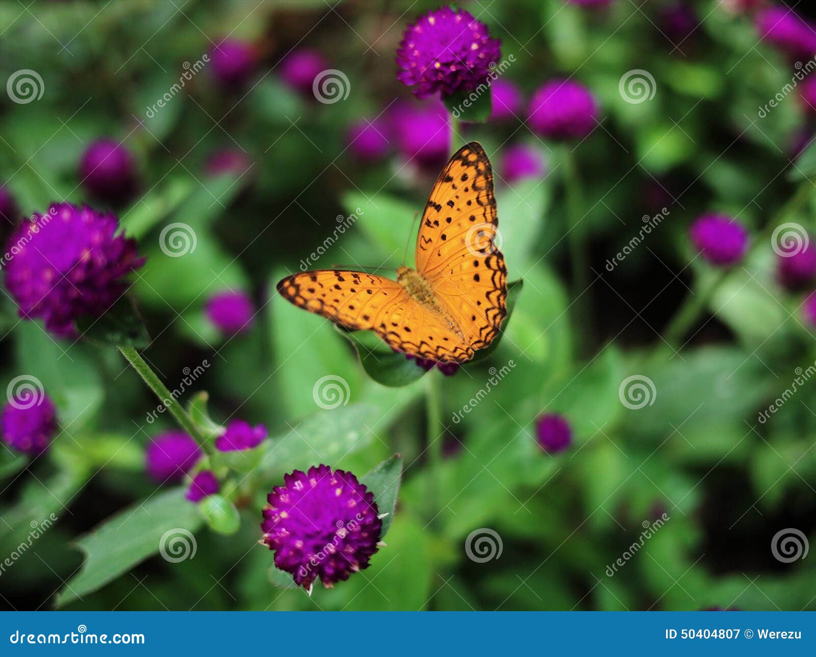 Cheetah Butterfly stock image. Image of blured, cheetah - 50404807