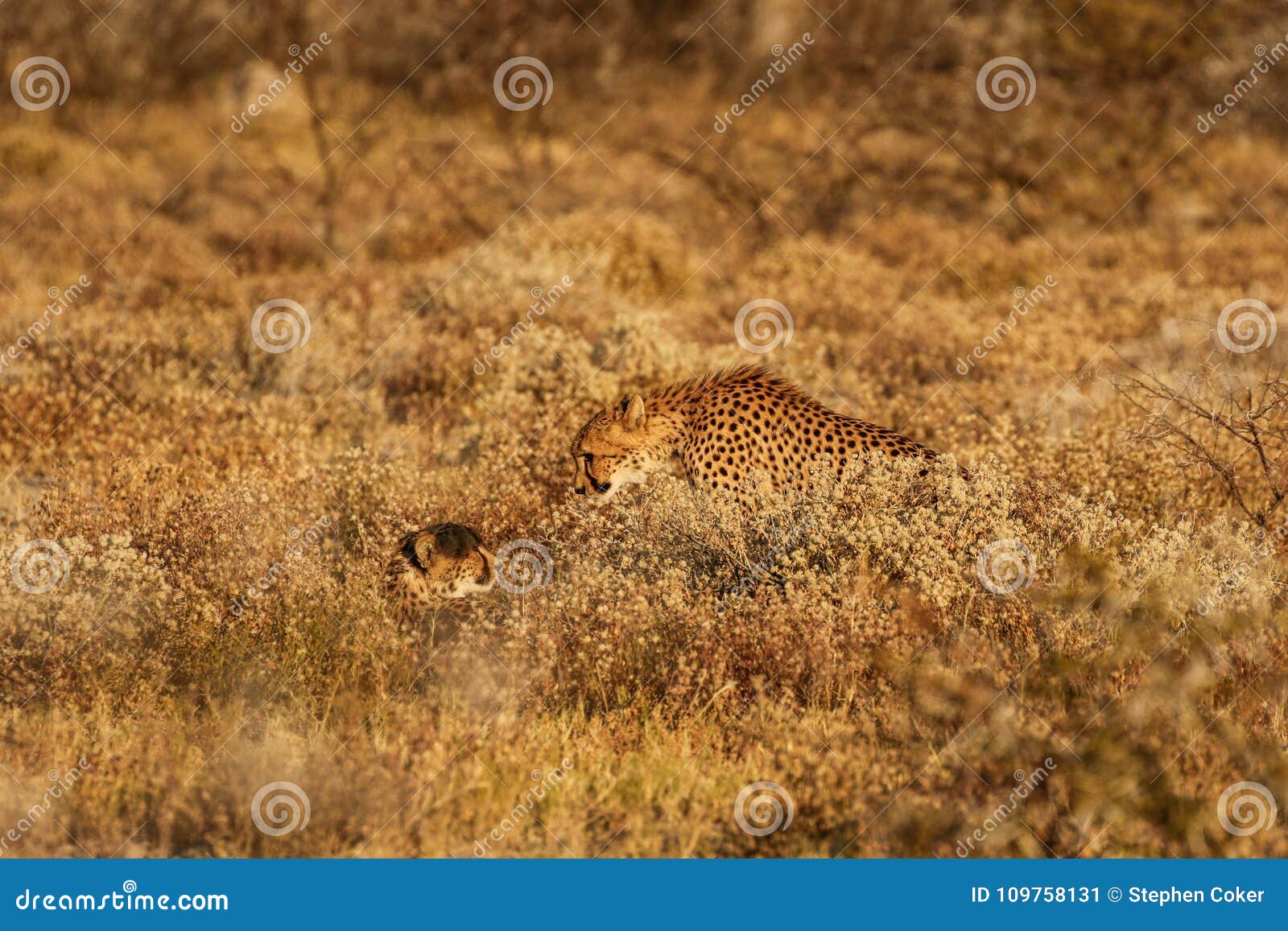 Cheetah Camouflaged in the Bush Stock Image - Image of africa, etosha ...