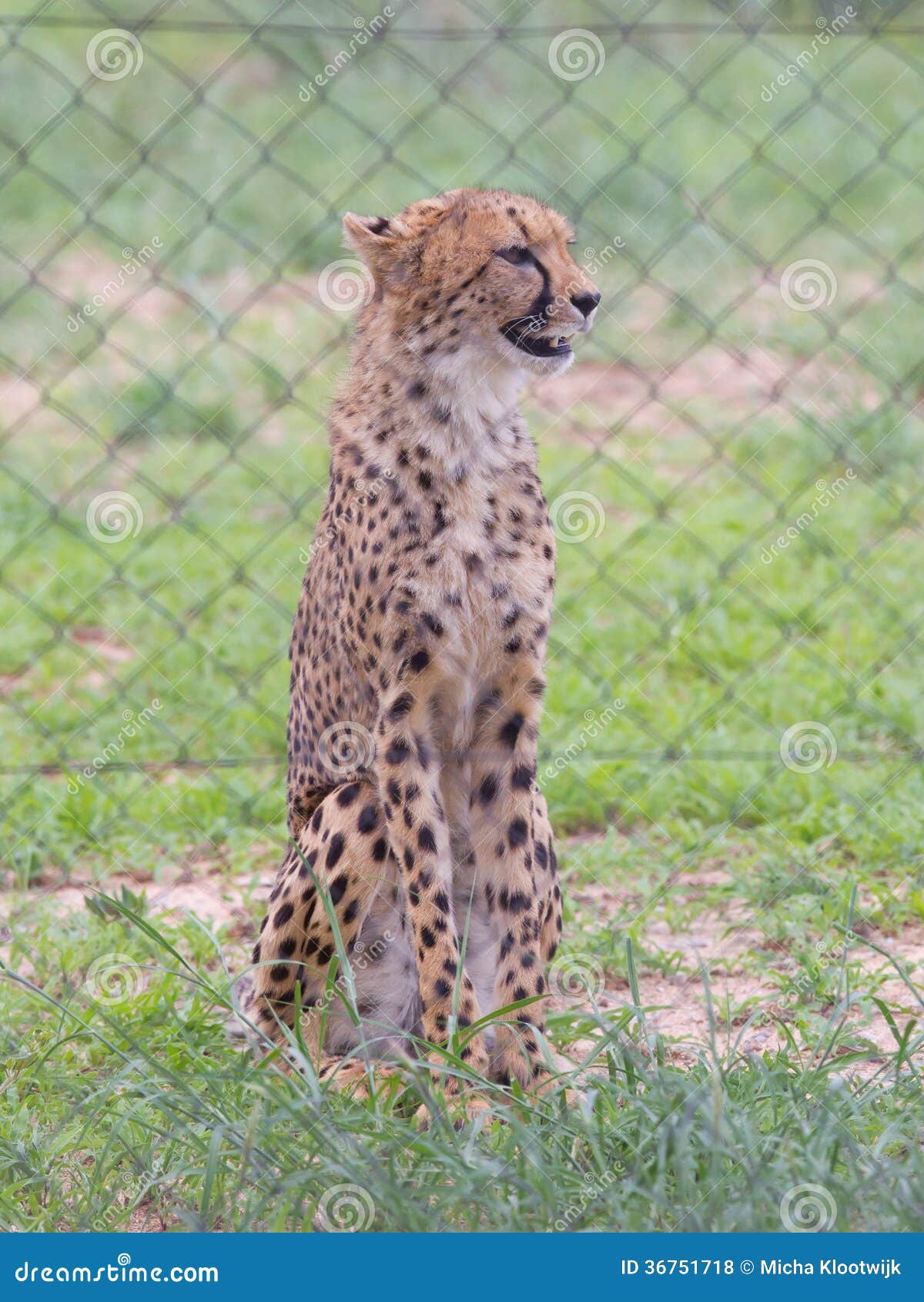 Cheetah in captivity stock photo. Image of nature, eyes - 36751718