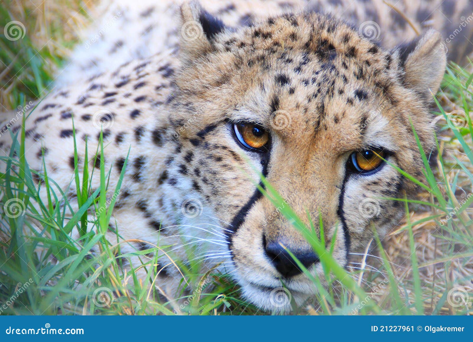 Cheetah cat, Africa stock image. Image of safari, spots - 21227961