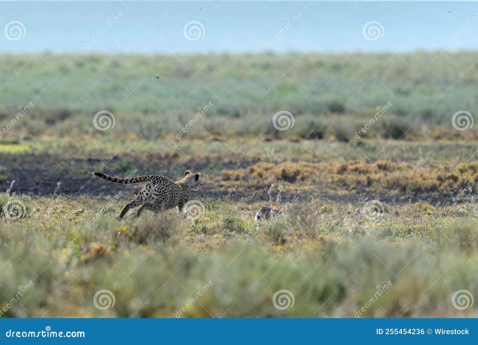 Cheetah Chasing Its Silhouette Royalty-Free Stock Photography ...
