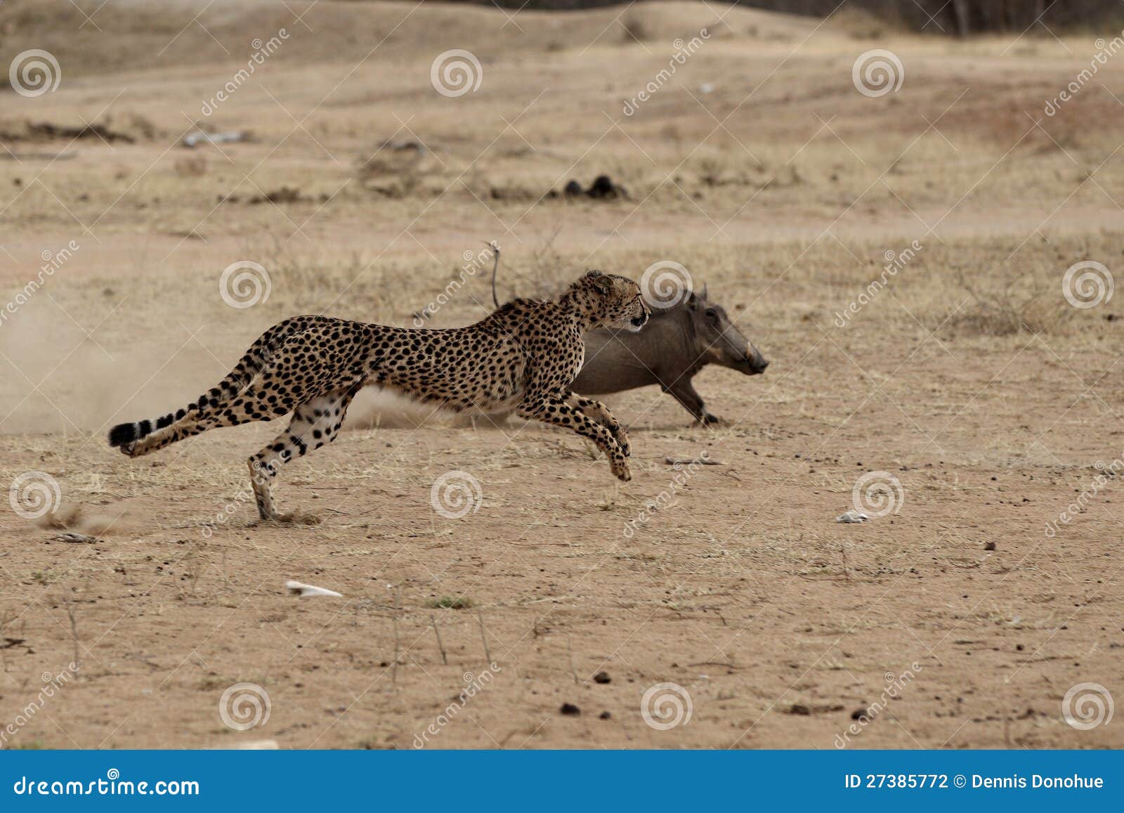 Cheetah chasing warthog stock photo. Image of cheetah - 27385772