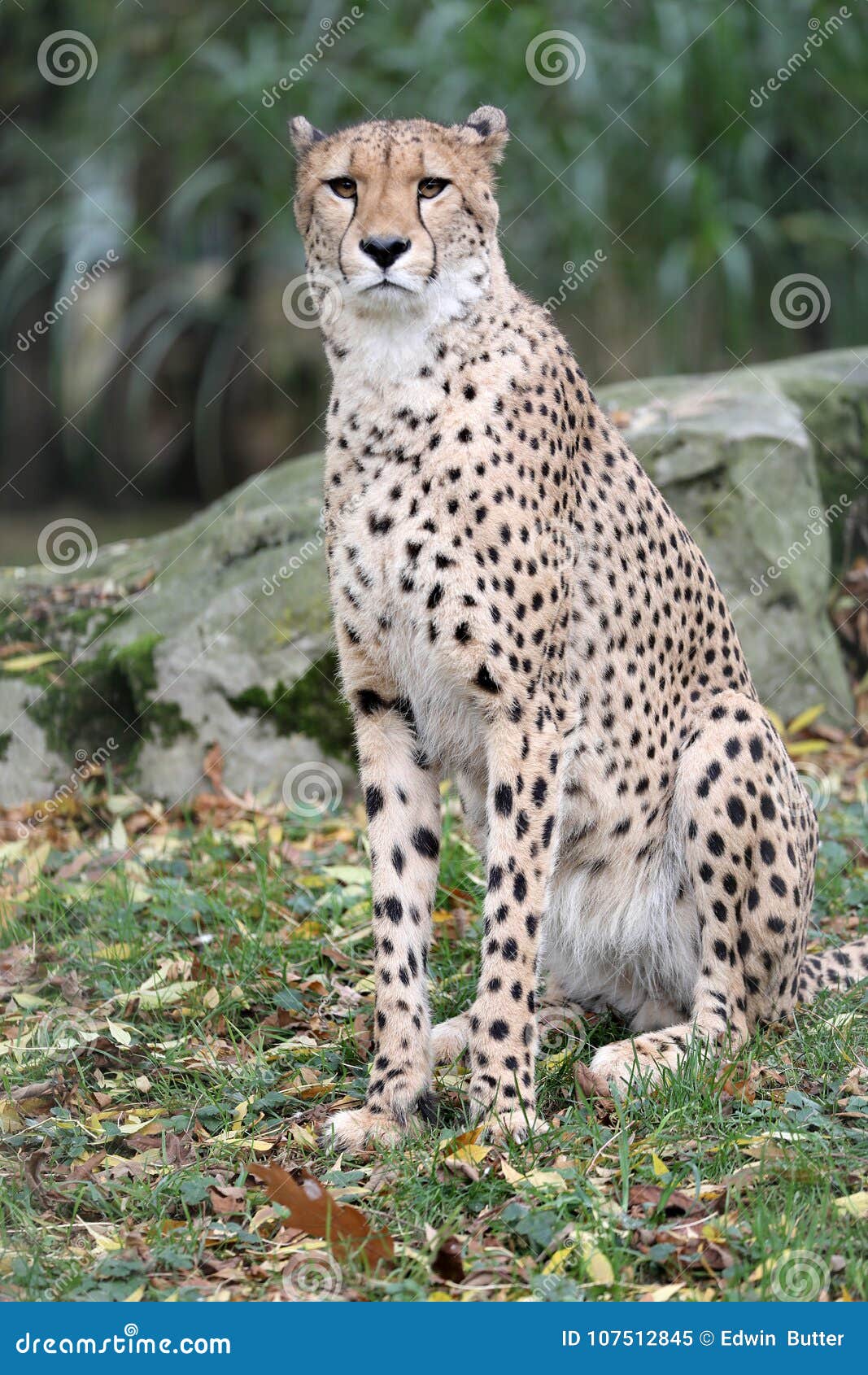 Cheetah stock image. Image of feline, cubs, dangerous - 107512845