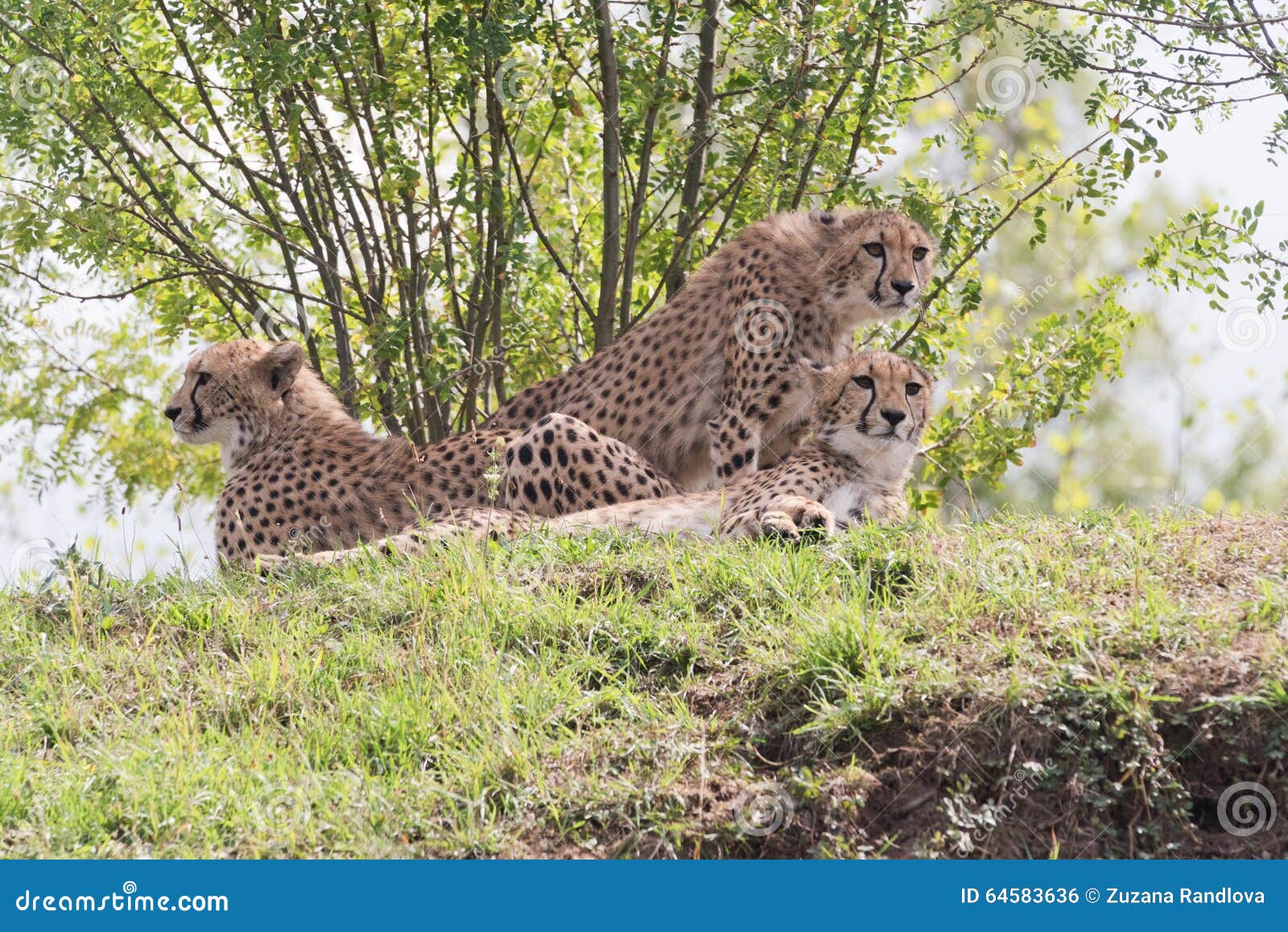 Cheetah stock photo. Image of park, cheetah, young, tree - 64583636