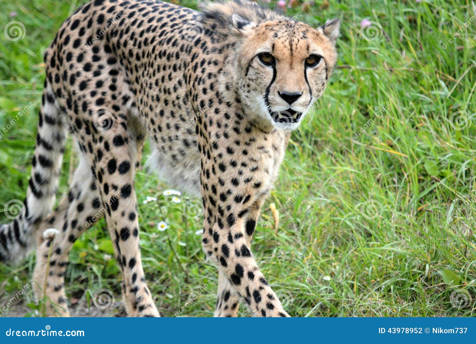 Cheetah stock photo. Image of beauty, nature, predator - 43978952