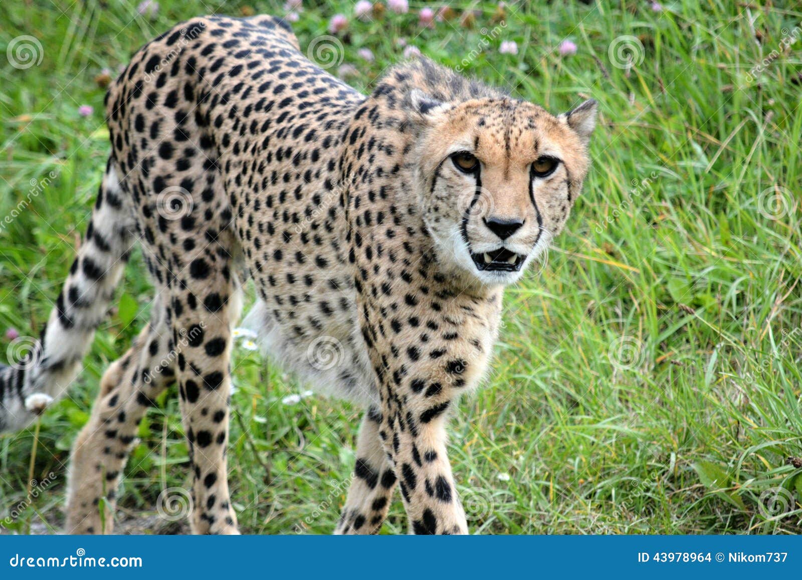 Cheetah stock photo. Image of symbol, life, wild, beauty - 43978964