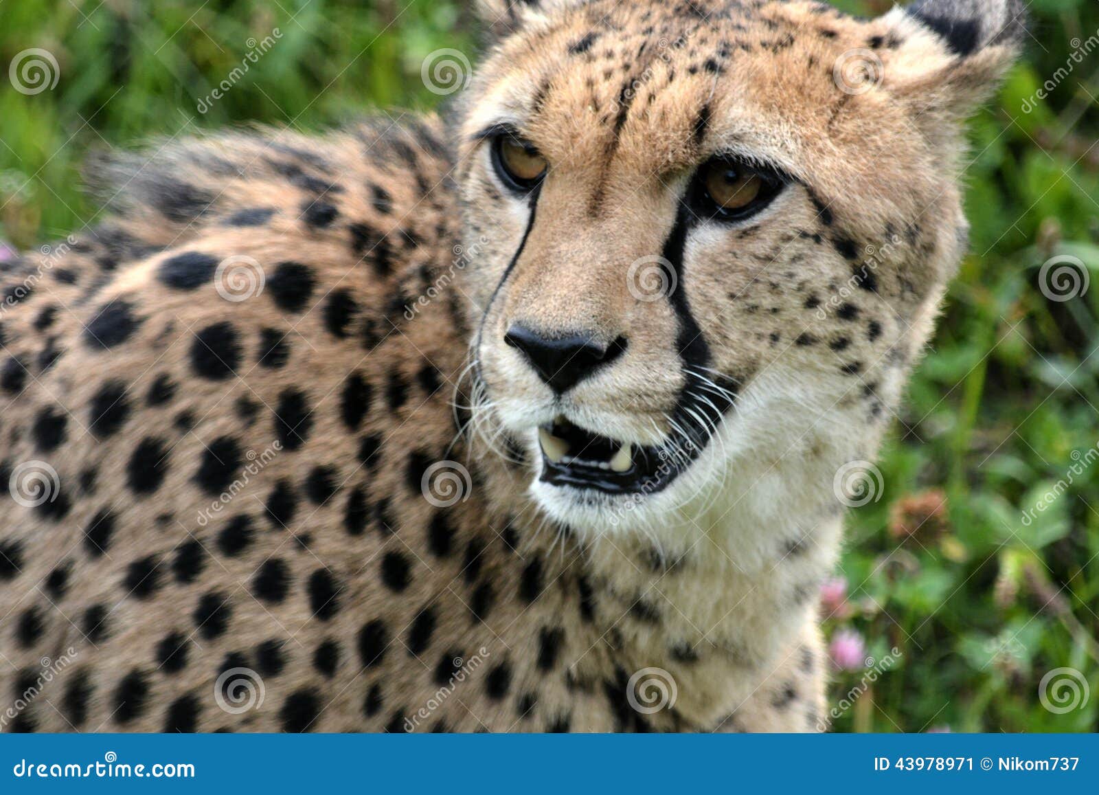 Cheetah stock image. Image of nature, wild, life, colored - 43978971
