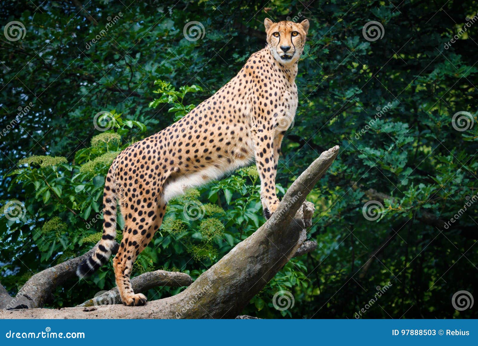 110 Cheetah Tree Isolated Stock Photos - Free & Royalty-Free Stock ...