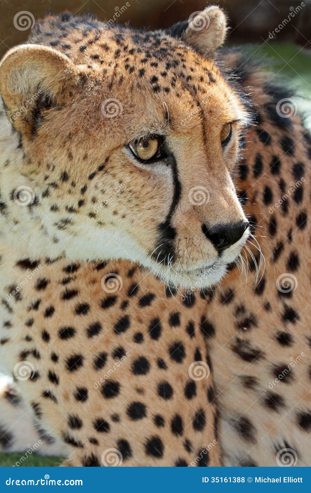 Cheetah stock photo. Image of danger, dangerous, feline - 35161388