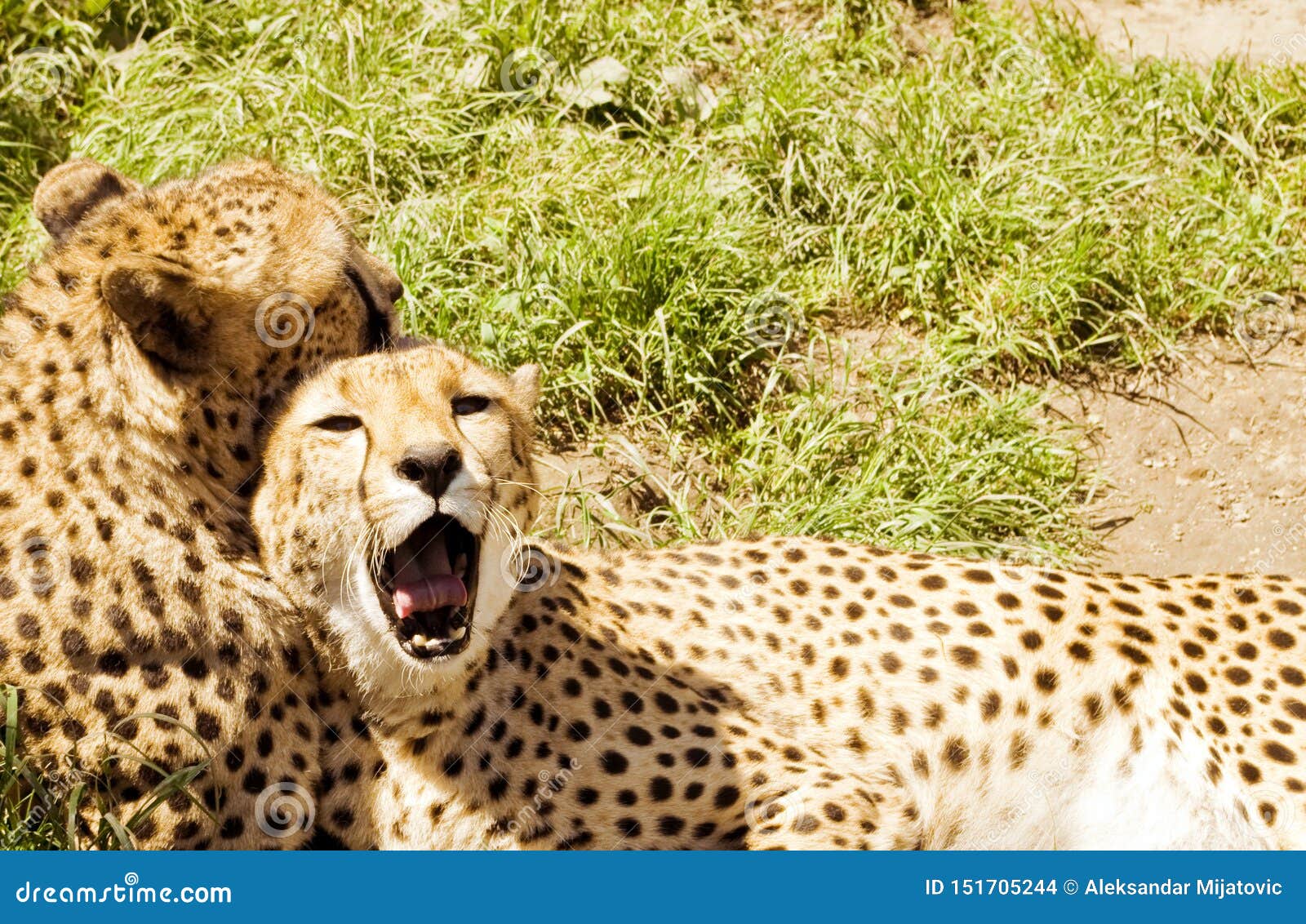 Cheetah couple stock photo. Image of fast, habitat, environment - 151705244