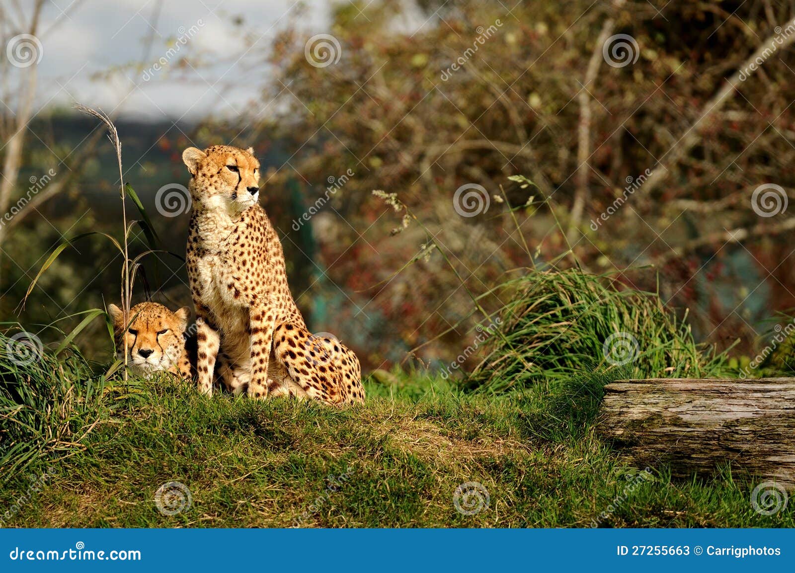 375 Cheetah Couple Stock Photos - Free & Royalty-Free Stock Photos from ...