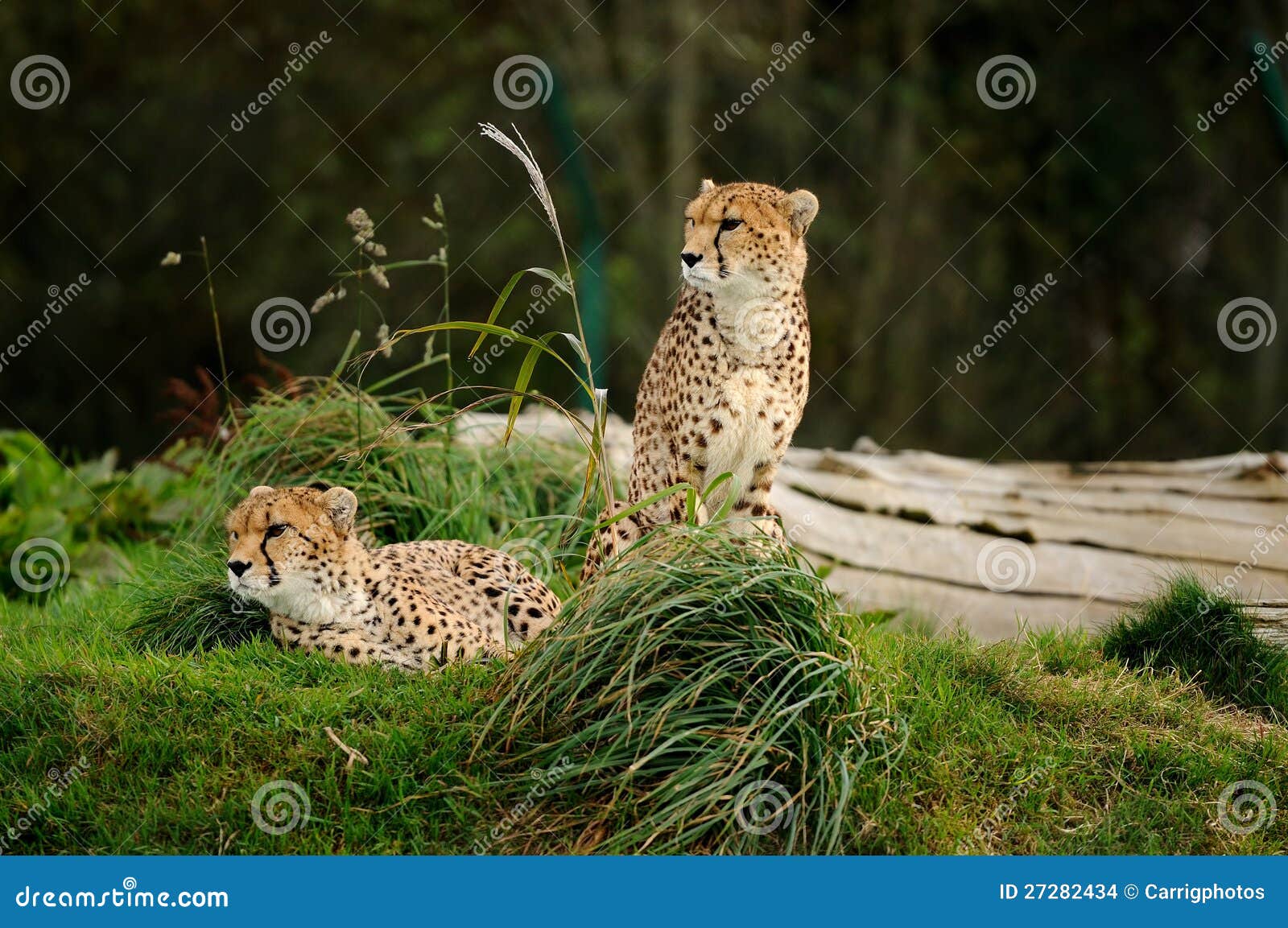 Cheetah couple stock photo. Image of spots, couple, tail - 27282434