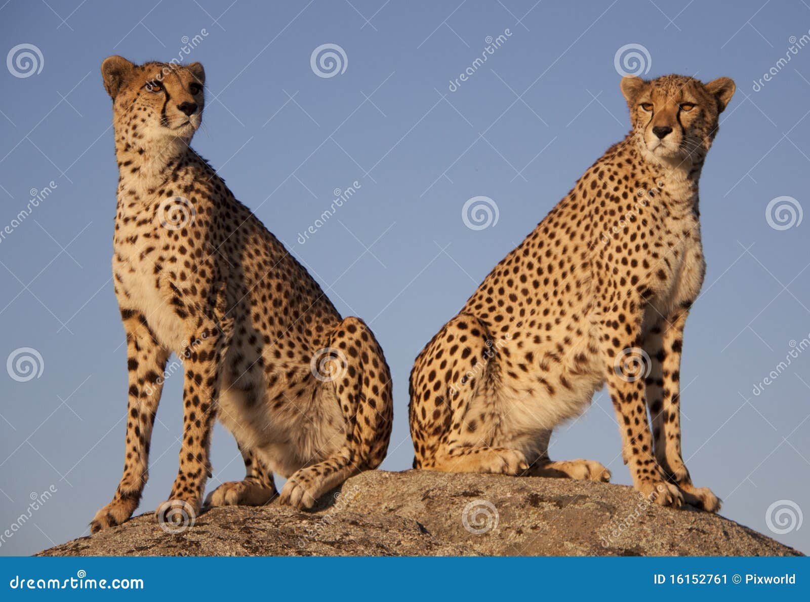 Cheetah Couple in the Sunset Stock Image - Image of south, danger: 16152761
