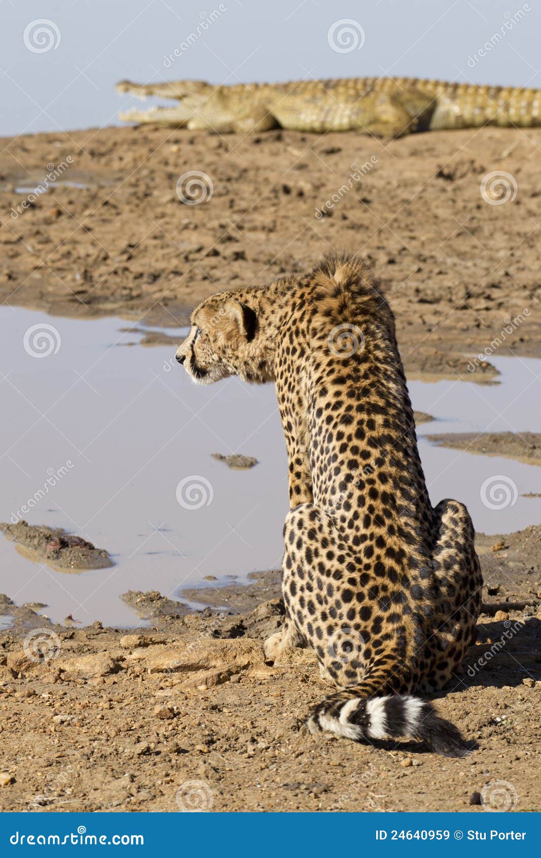 Cheetah Vs Crocodile
