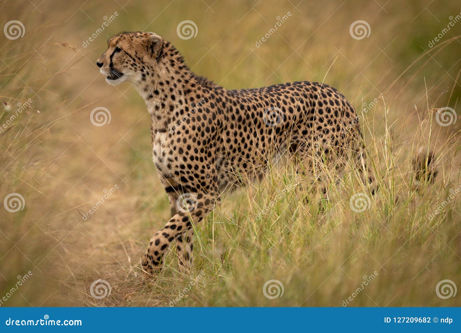Cheetah Crosses Path through Grass on Savannah Stock Photo - Image of ...