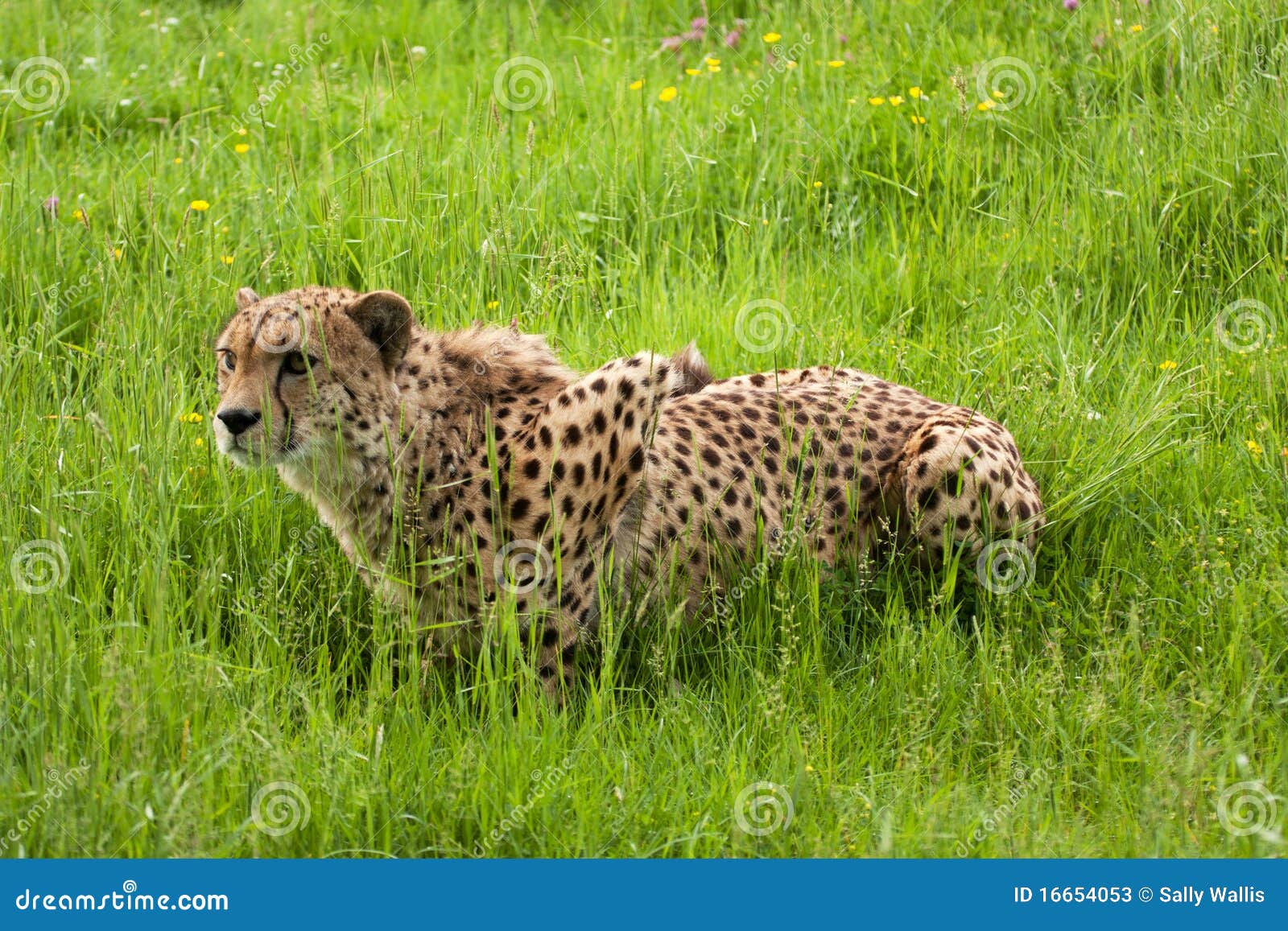 Cheetah Crouching, Ready To Pounce Stock Image - Image of spots, animal ...