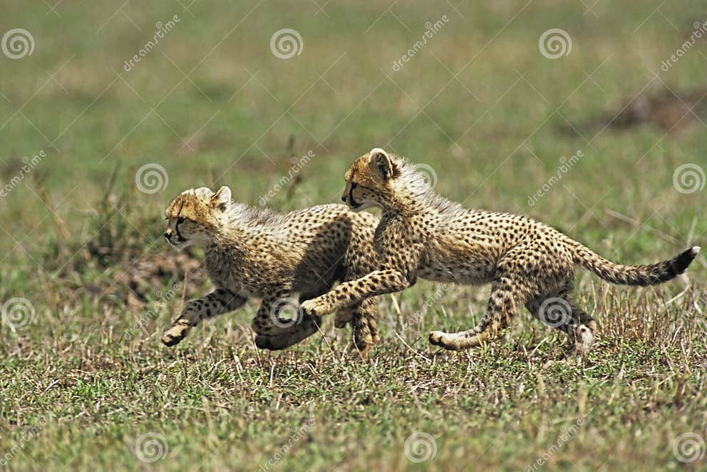 Cheetah Cub stock image. Image of feline, carnivore, vertical - 1129011
