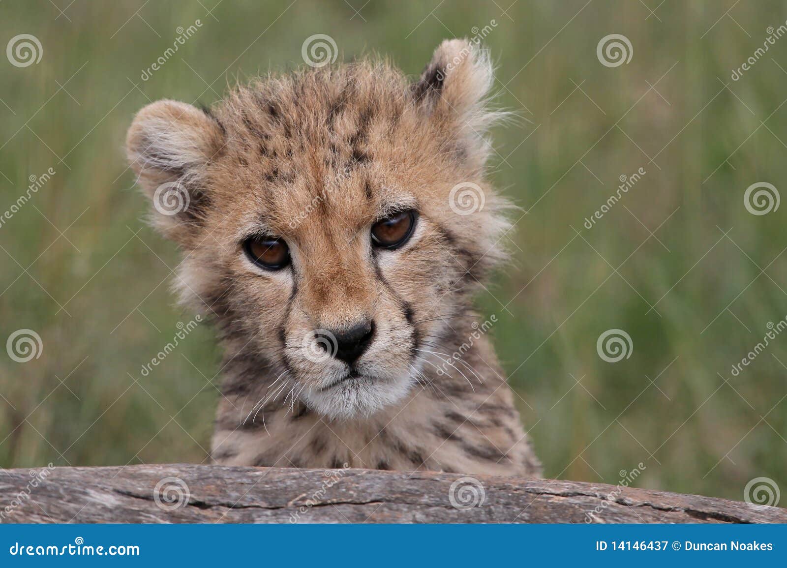 Cheetah Cub stock image. Image of acinonyx, sitting, hunter - 14146437