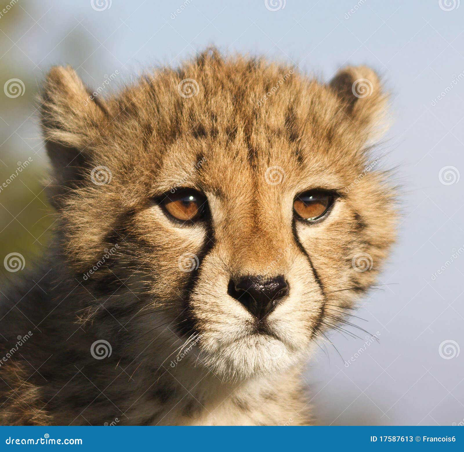 Cheetah cub stock image. Image of baby, creature, bush - 17587613