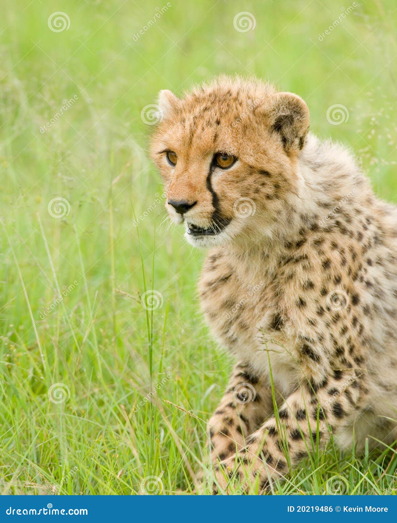 Cheetah cub stock photo. Image of speed, sleek, africa - 20219486