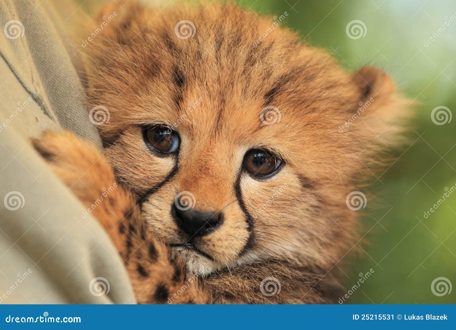 Cheetah Cubs