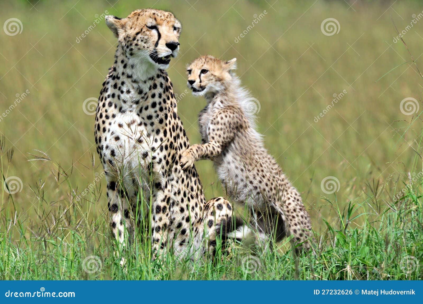 Cheetah with cub stock photo. Image of runner, mammal - 27232626