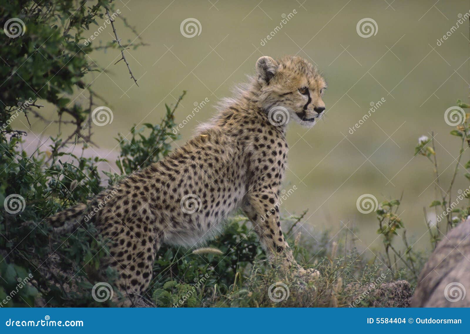 Cheetah cub stock photo. Image of wild, wildlife, nature - 5584404