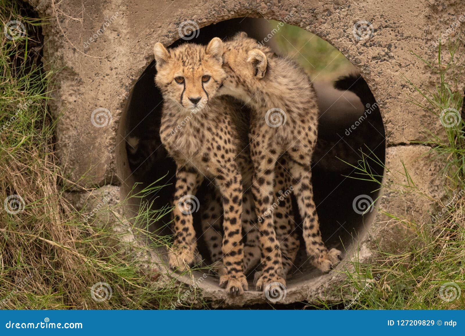 Cheetah Cub Bites Another in Concrete Pipe Stock Image - Image of ...
