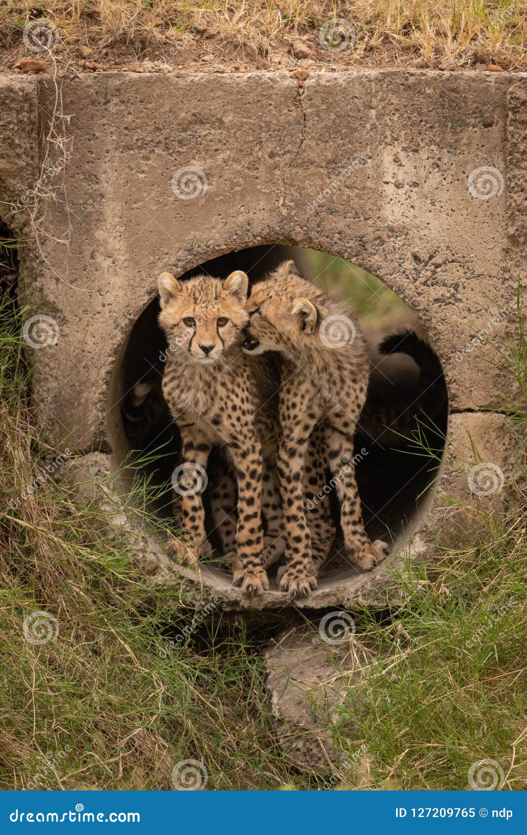 Cheetah Cub Biting Another in Concrete Pipe Stock Image - Image of ...