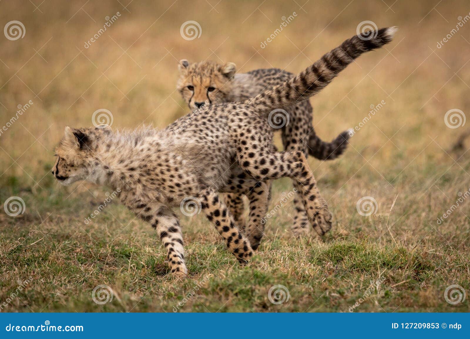 Cheetah Cub Chases Another On Grassy Plain Stock Image | CartoonDealer ...