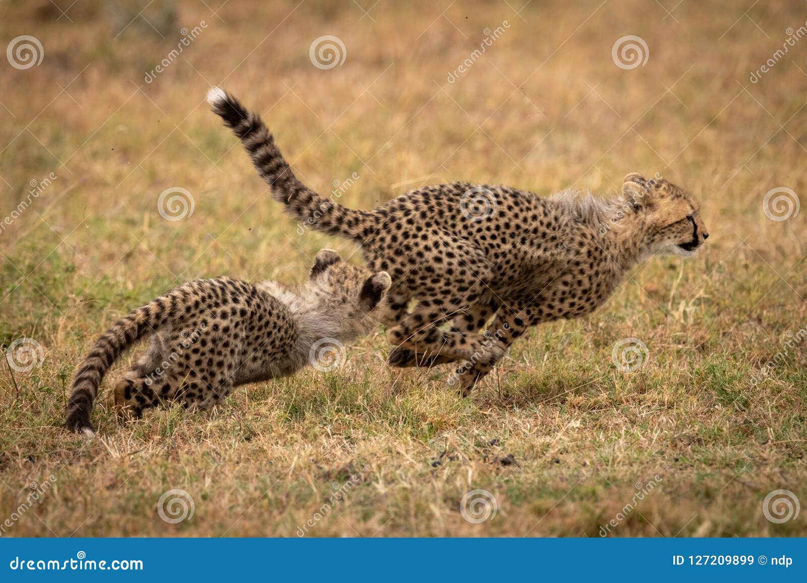 Cheetah Cub Chasing Another on Grassy Plain Stock Image - Image of ...