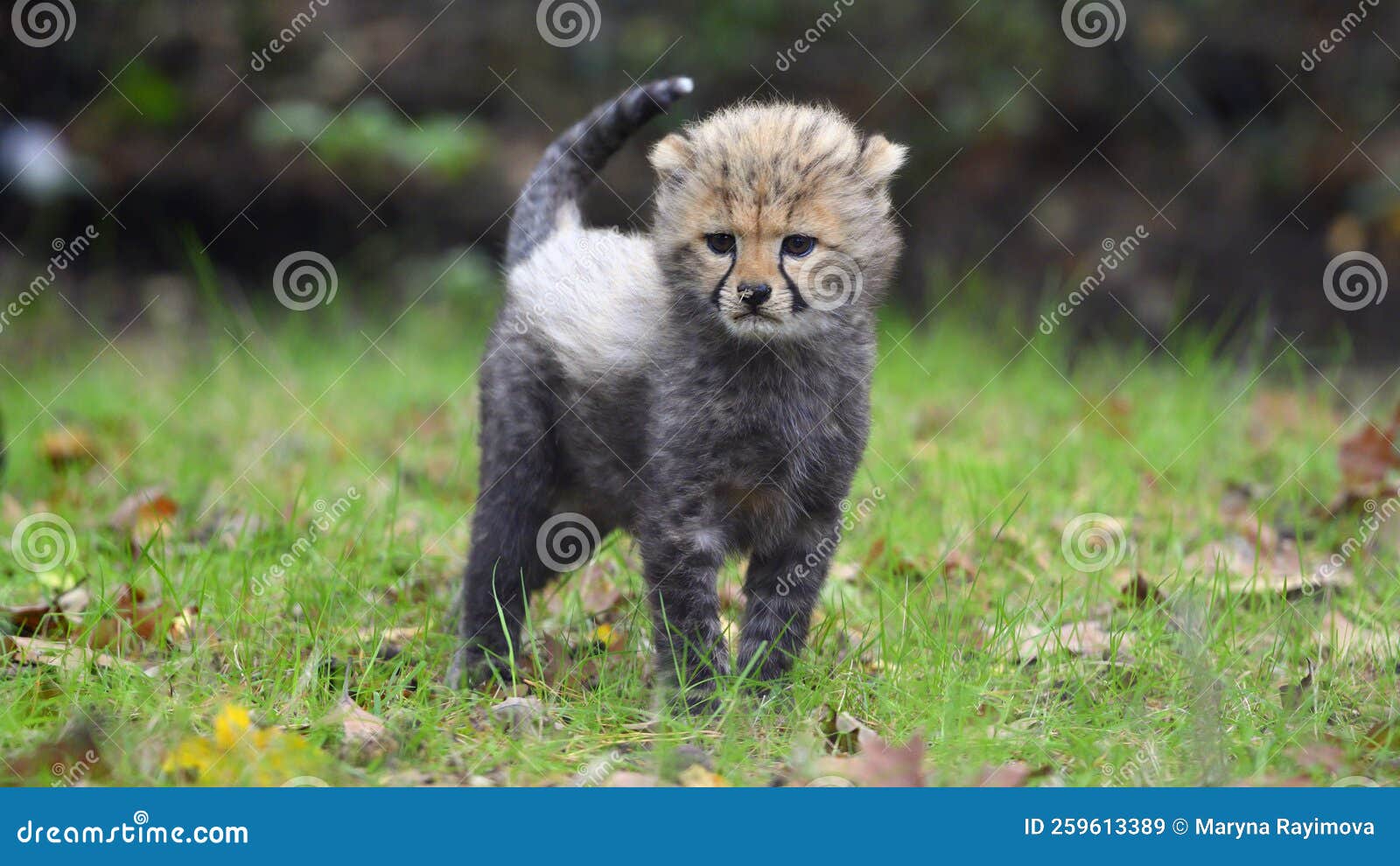 Cheetah Cub In A Clearing In The Park In The Fall Stock Image Image Of Deer Cheetah 259613389